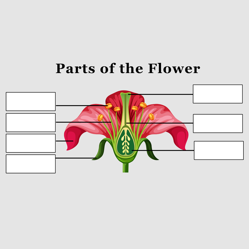 Parts of the Flower - Set B - iWorksheets | Free Interactive Worksheets ...